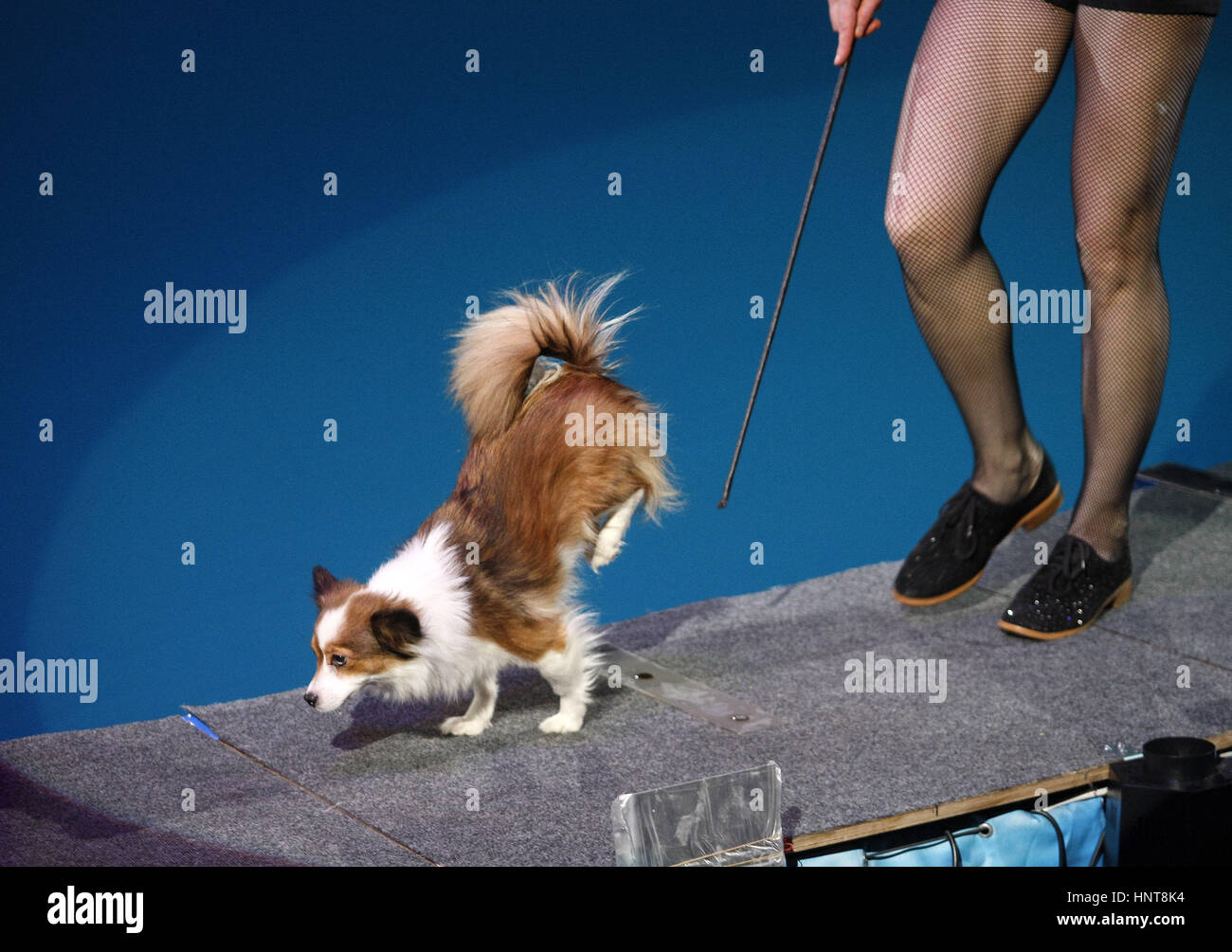Circus dog zuma hi-res stock photography and images - Alamy