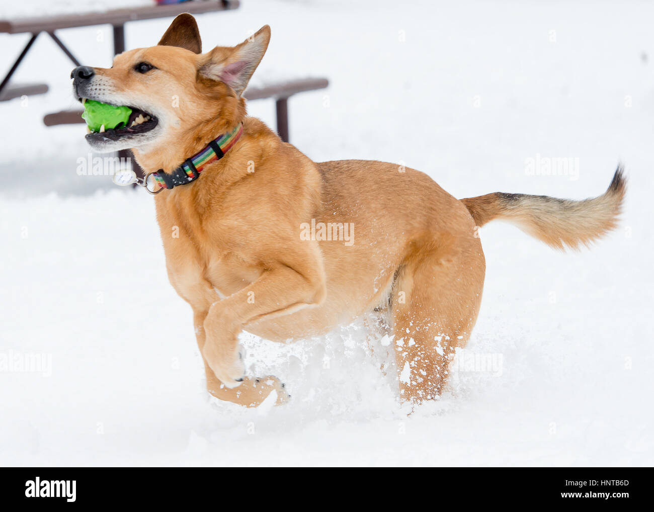 Handsome brown mixed breed medium lab mutt shelter rescue dog running ...
