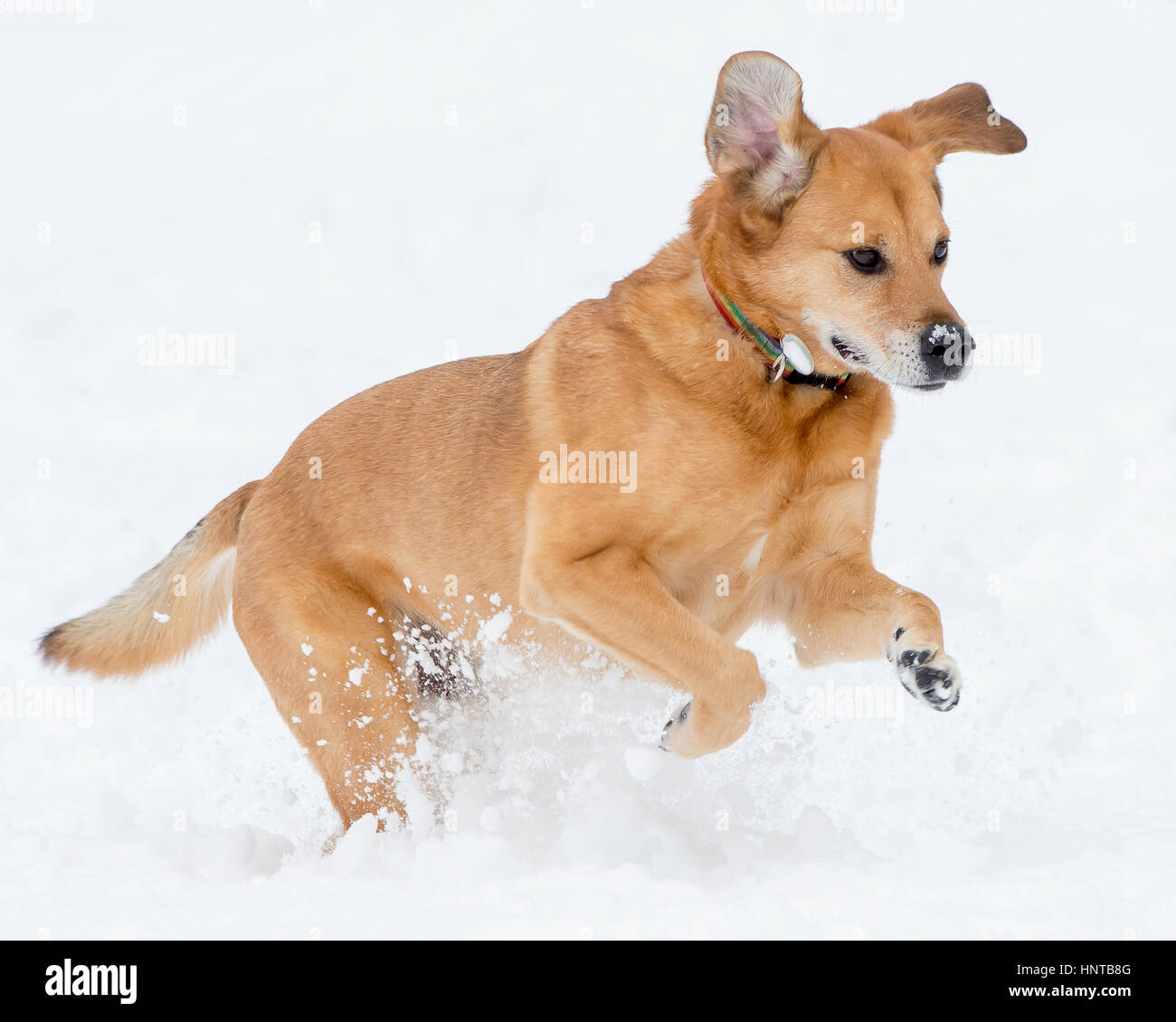 Handsome brown mixed breed medium lab mutt shelter rescue dog running ...
