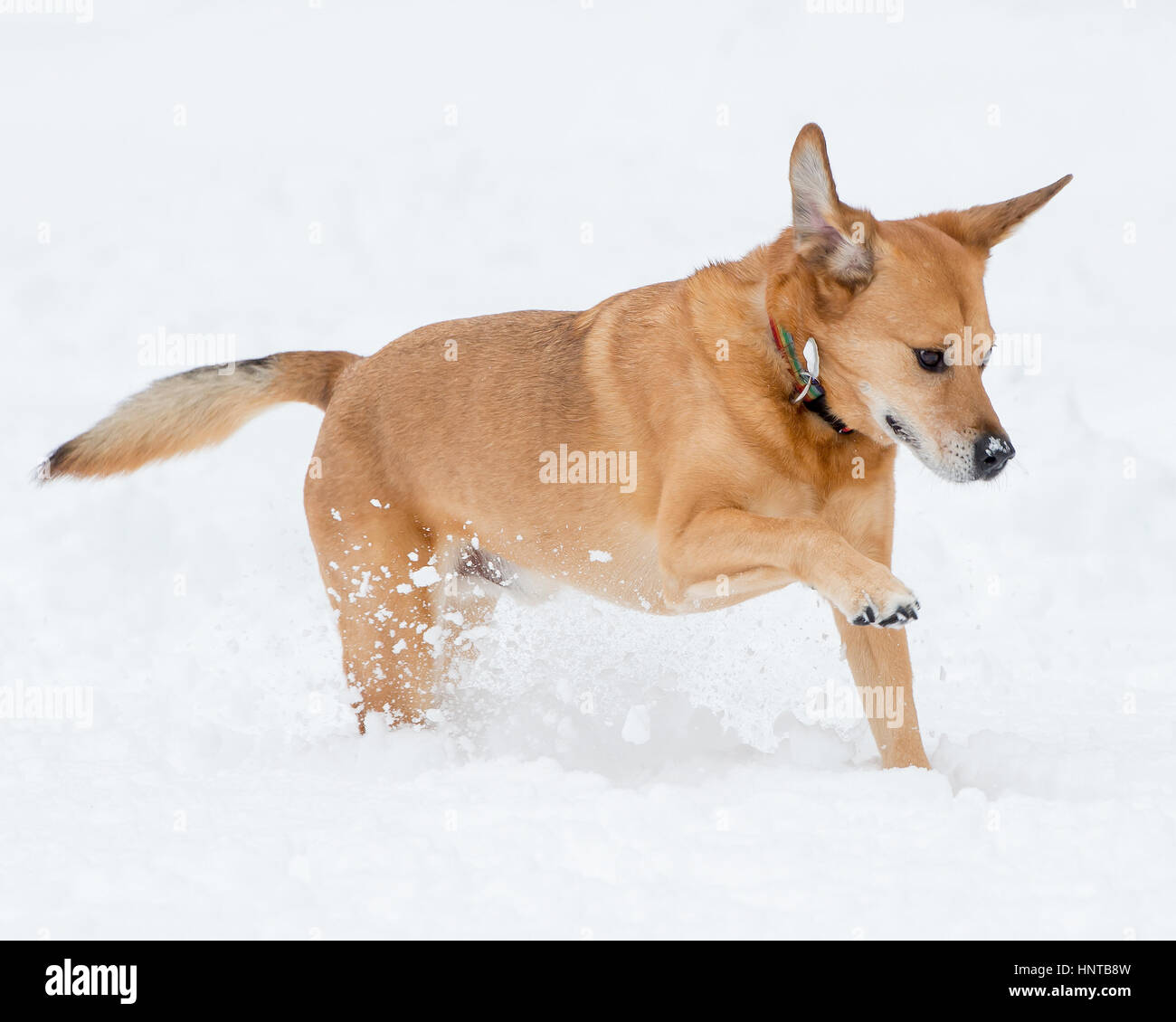 Handsome brown mixed breed medium lab mutt shelter rescue dog running ...