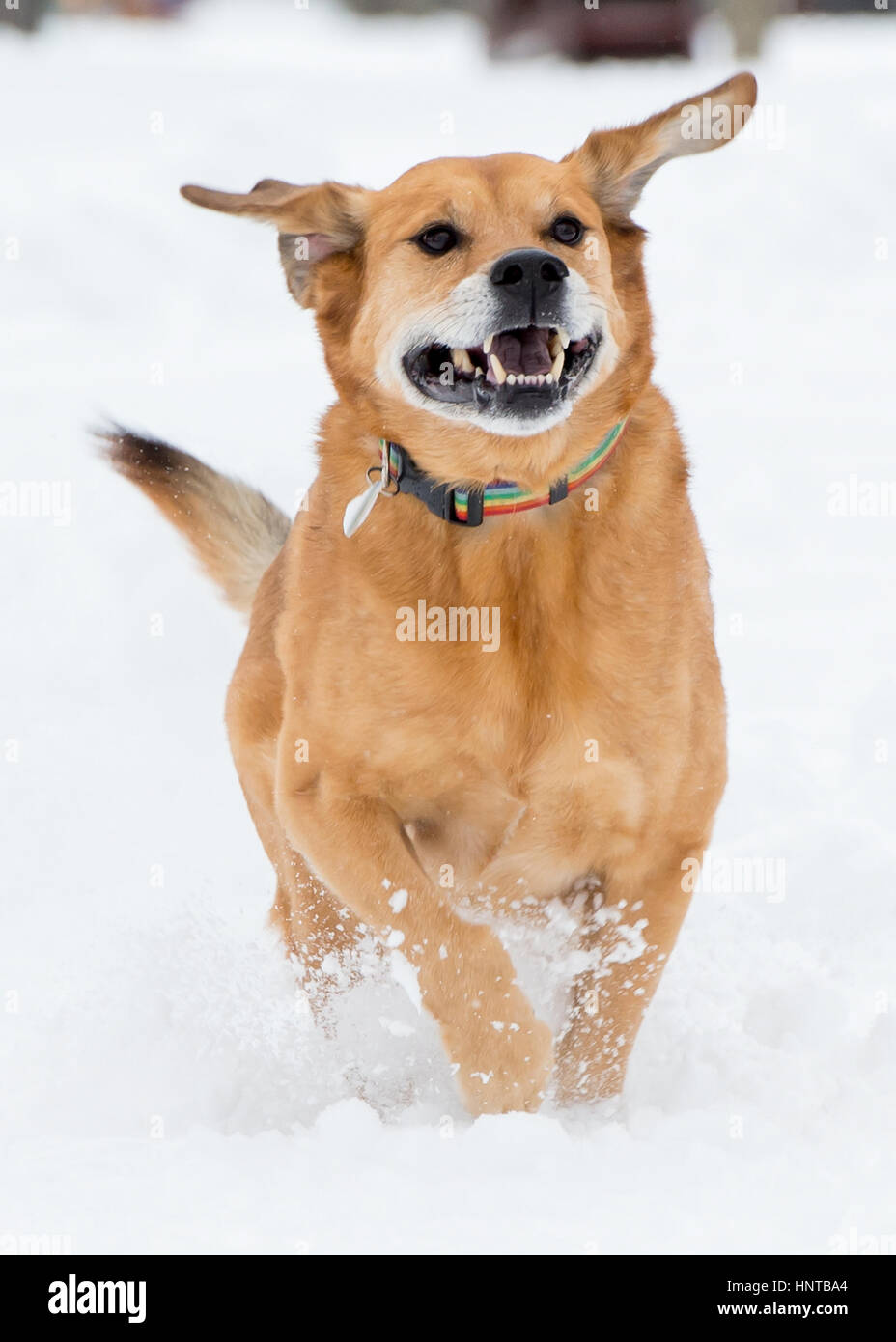 Handsome brown mixed breed medium lab mutt shelter rescue dog running ...