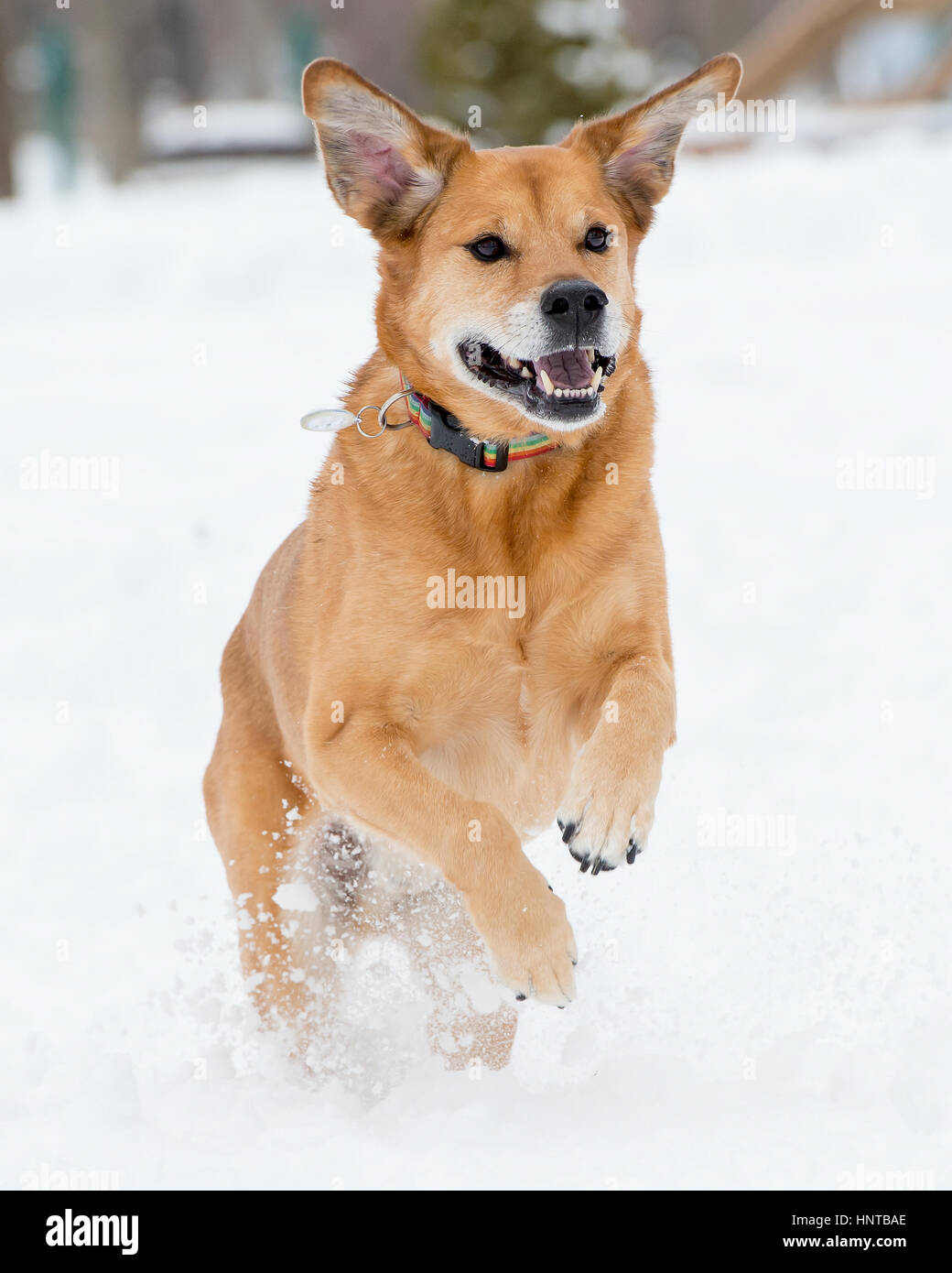 Handsome brown mixed breed medium lab mutt shelter rescue dog running ...