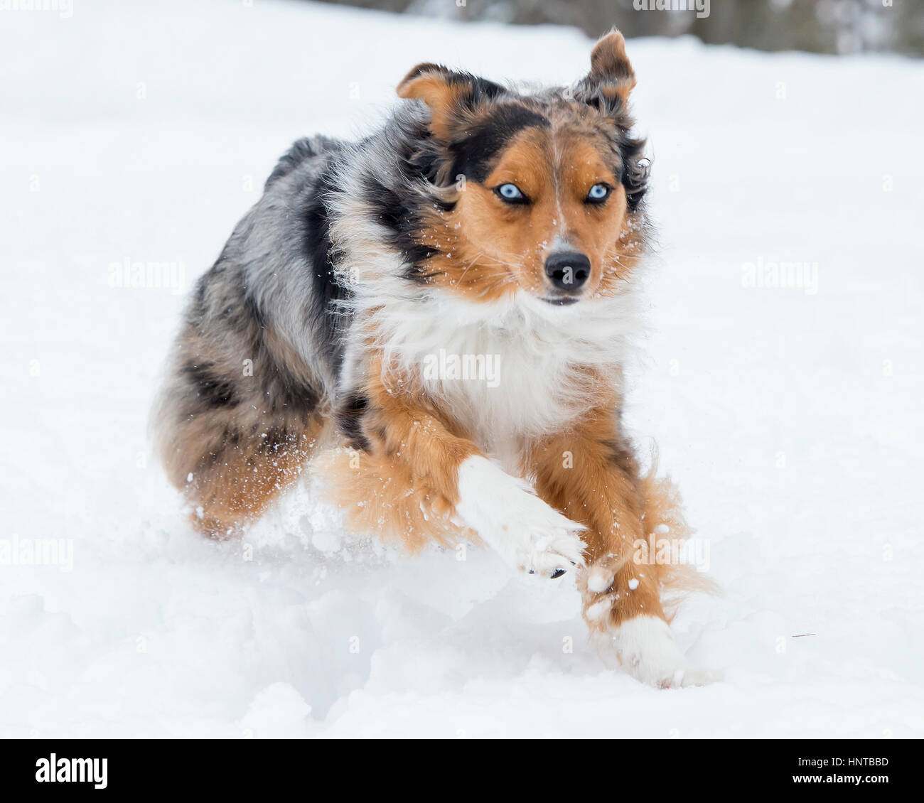 Stunning tri-color blue eyed Australian Shepard Shepherd Aussie dog ...