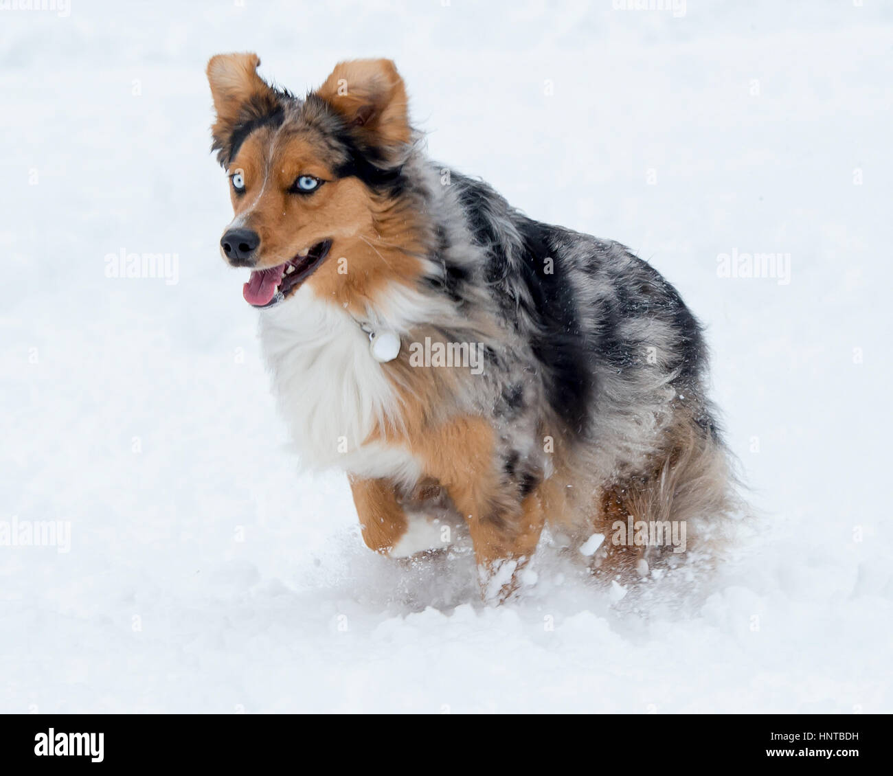 Stunning tri-color blue eyed Australian Shepard Shepherd Aussie dog ...