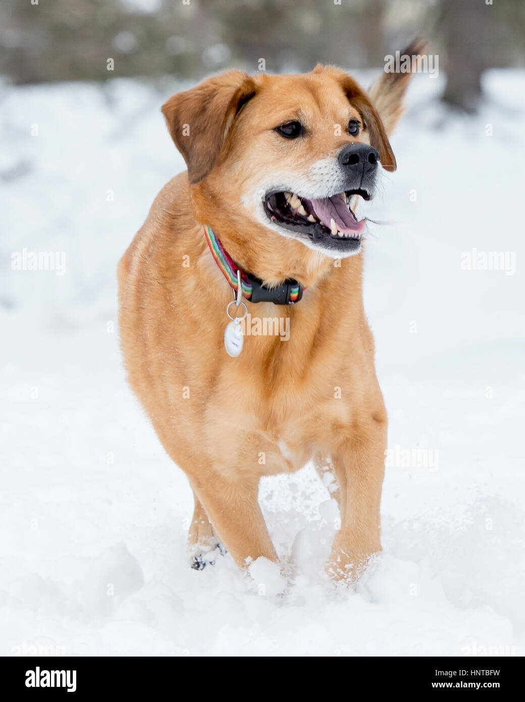 Handsome brown mixed breed medium lab mutt shelter rescue dog running ...