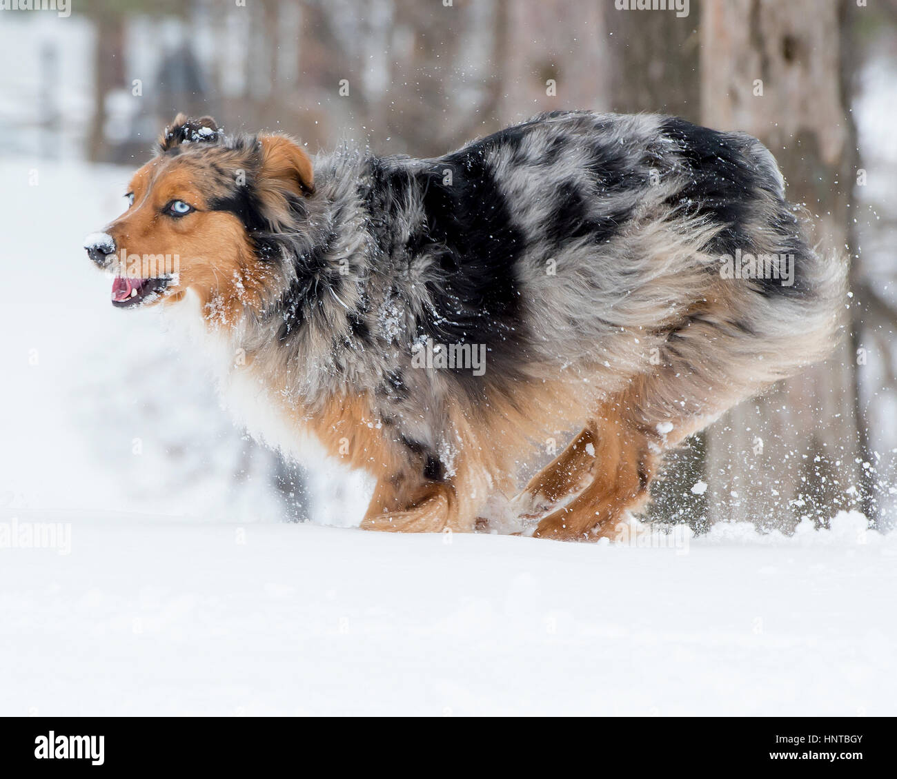 Stunning tri-color blue eyed Australian Shepard Shepherd Aussie dog ...