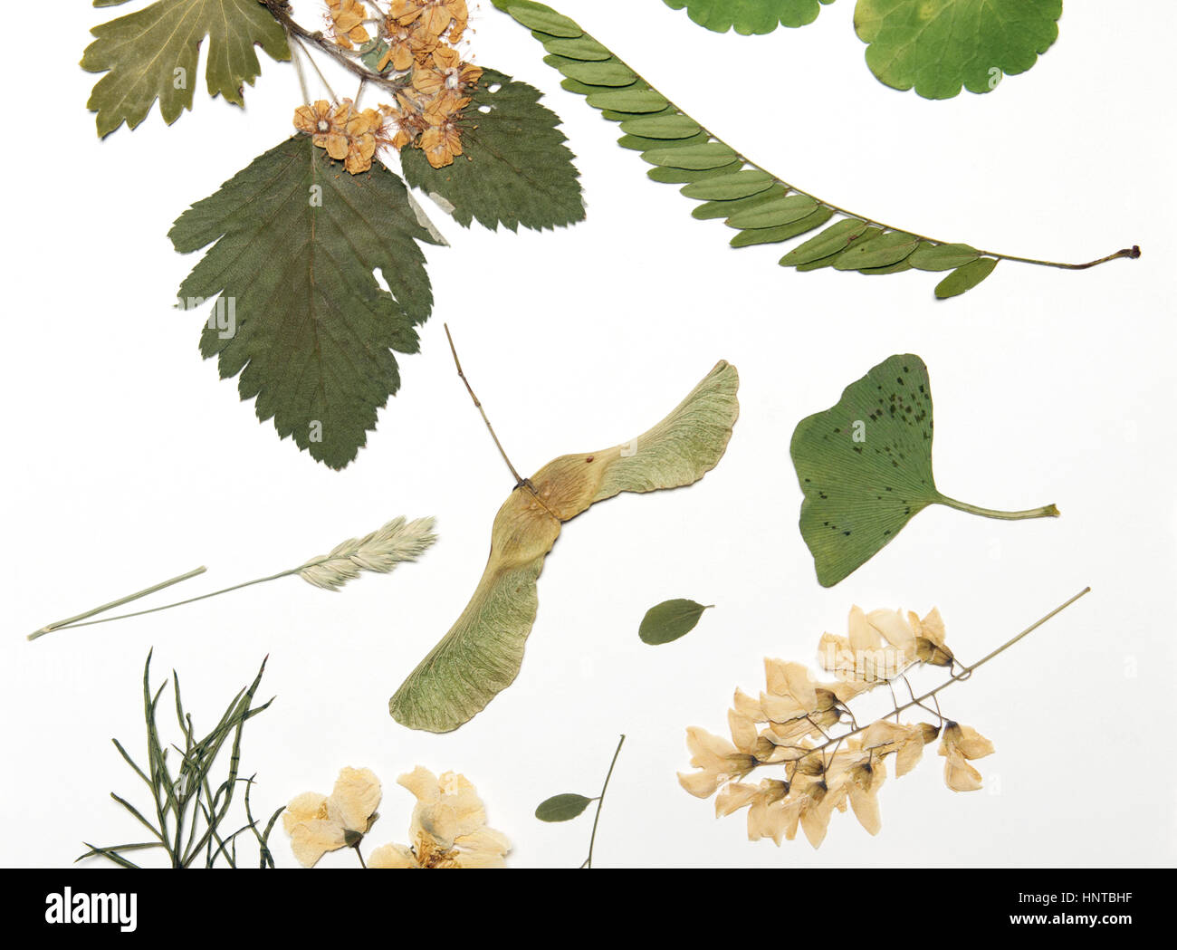 Golden dried flowers hi-res stock photography and images - Alamy