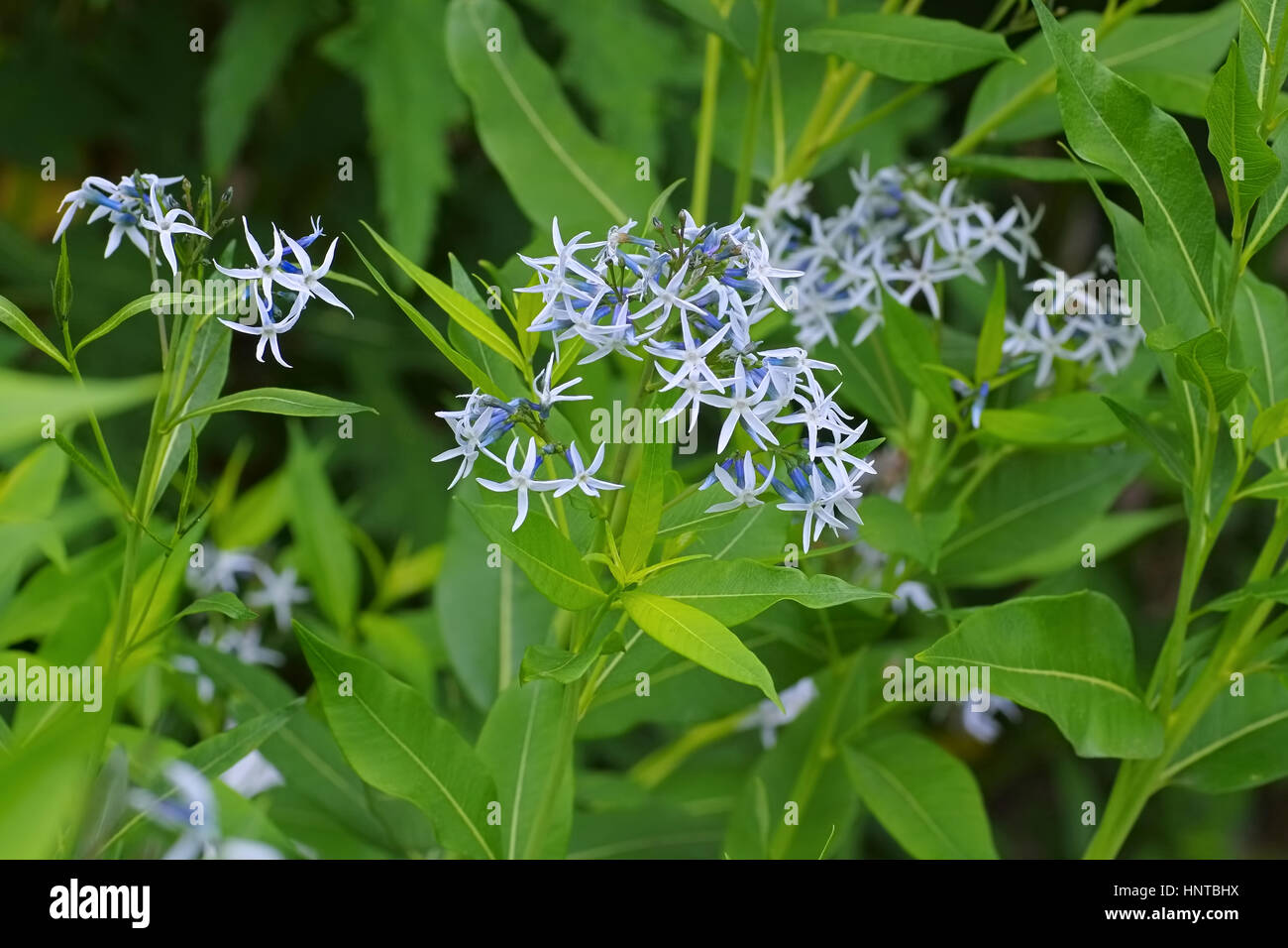 Rhazya orientalis, Blausternchen - Rhazya orientalis a blue wildflower ...