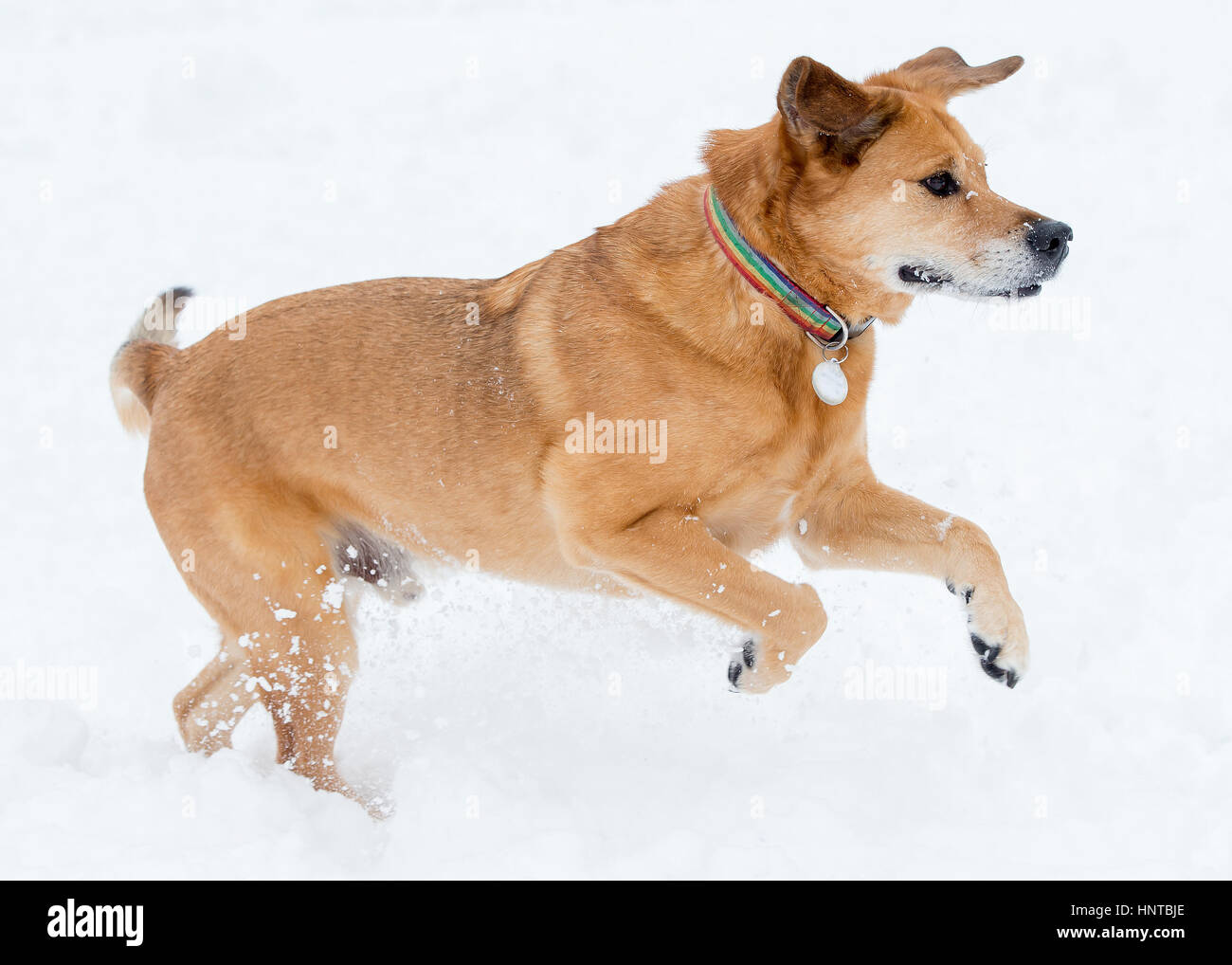 Handsome brown mixed breed medium lab mutt shelter rescue dog running ...