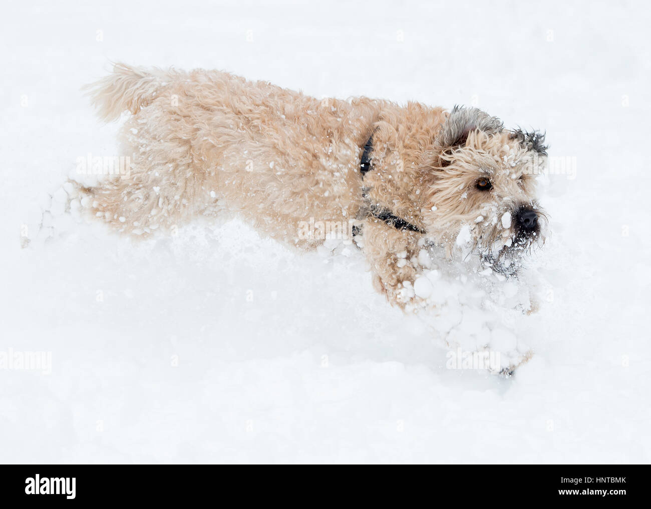 Unclipped ears hi-res stock photography and images - Alamy