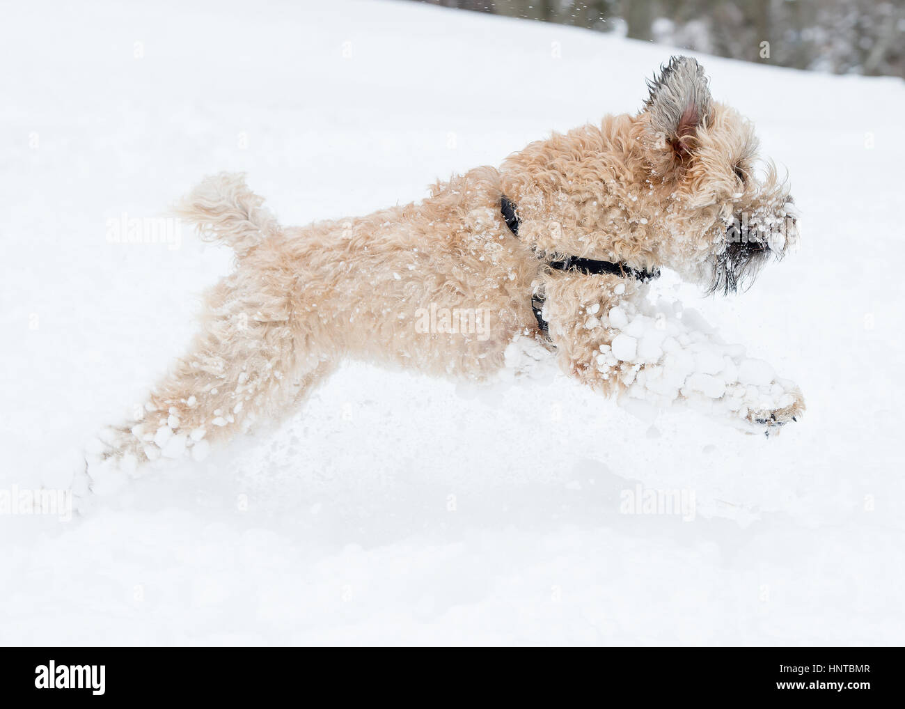Unclipped ears hi-res stock photography and images - Alamy