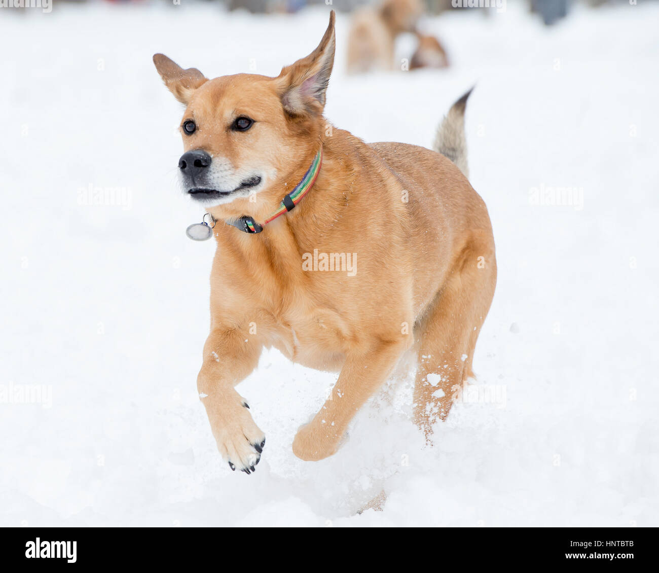 Handsome brown mixed breed medium lab mutt shelter rescue dog running ...