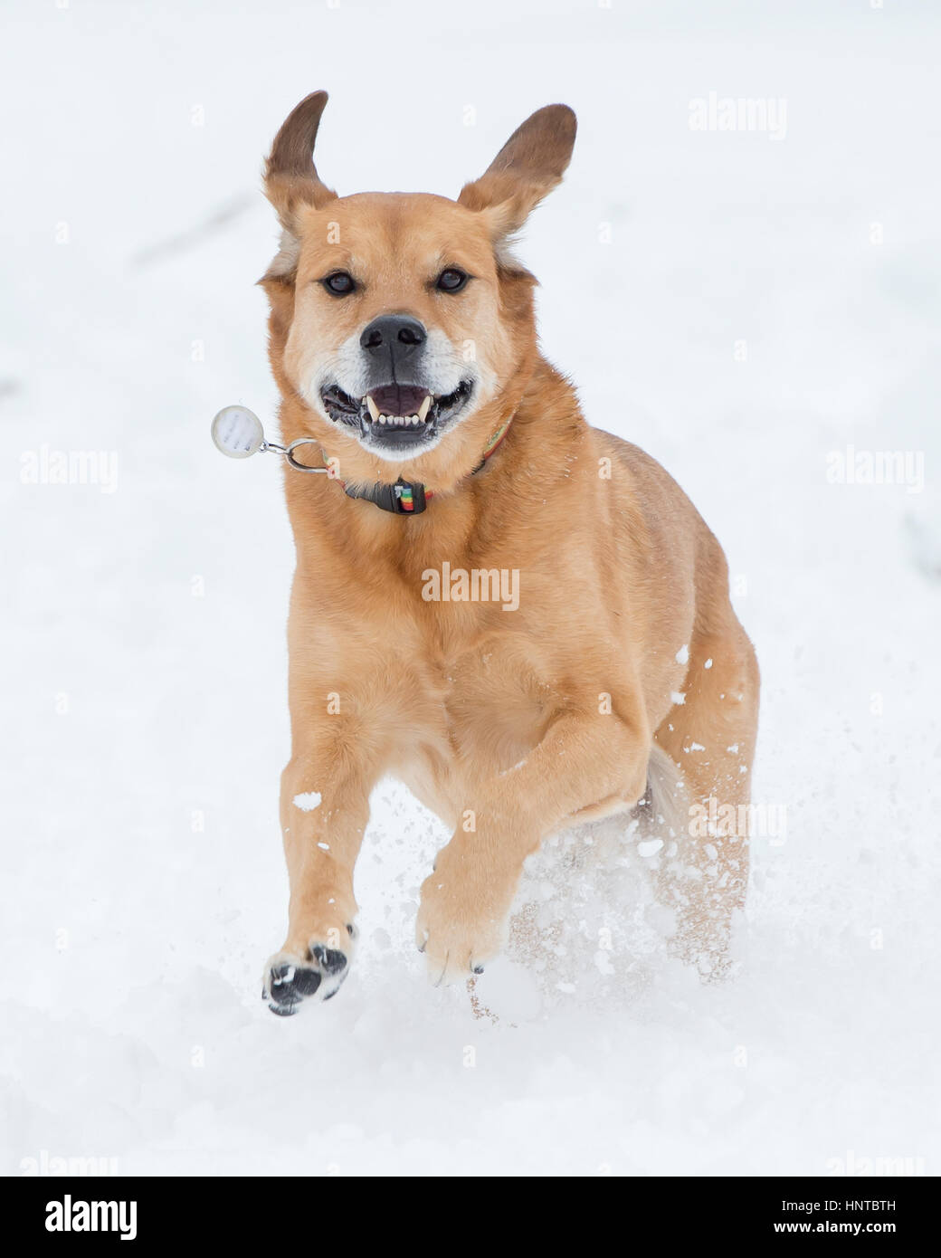 Robust muzzle hi-res stock photography and images - Alamy