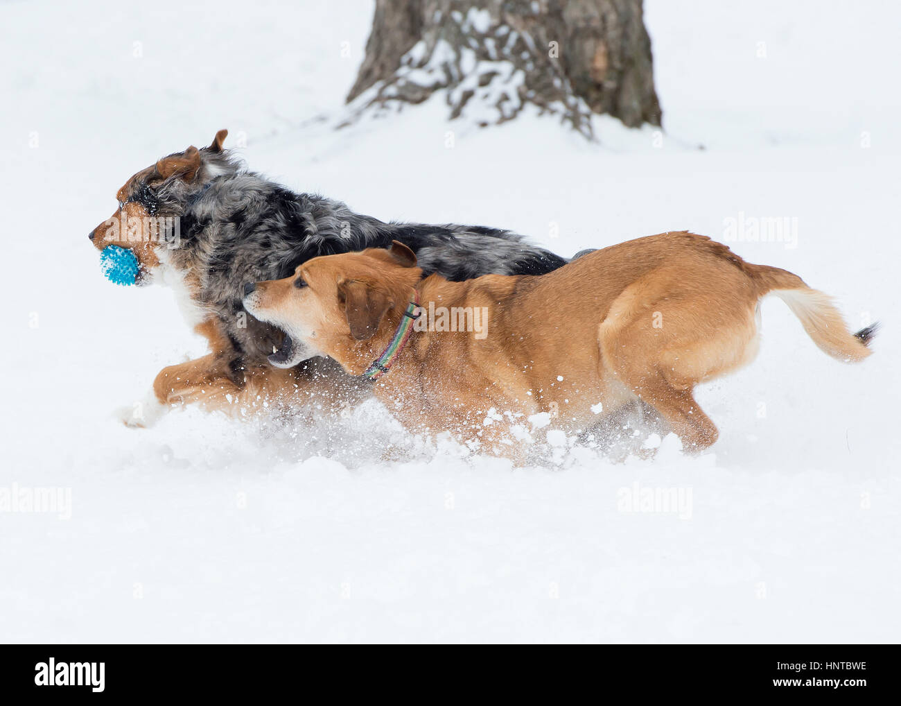Leaping dogs hi-res stock photography and images - Alamy