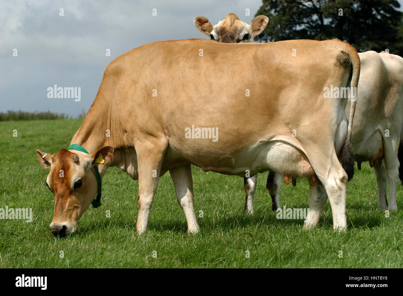 Full udders hi-res stock photography and images - Alamy