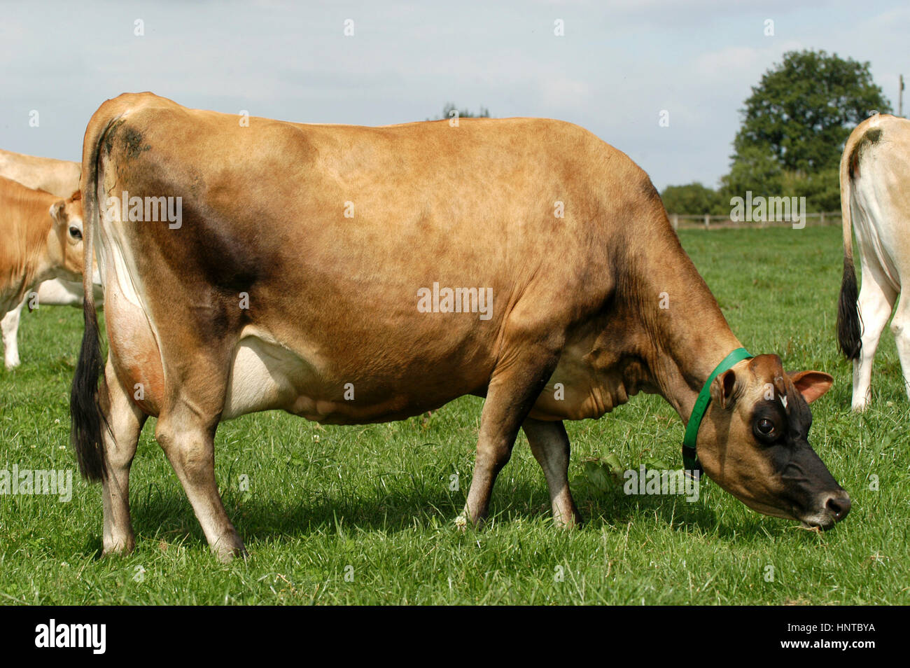 Full udders hi-res stock photography and images - Alamy