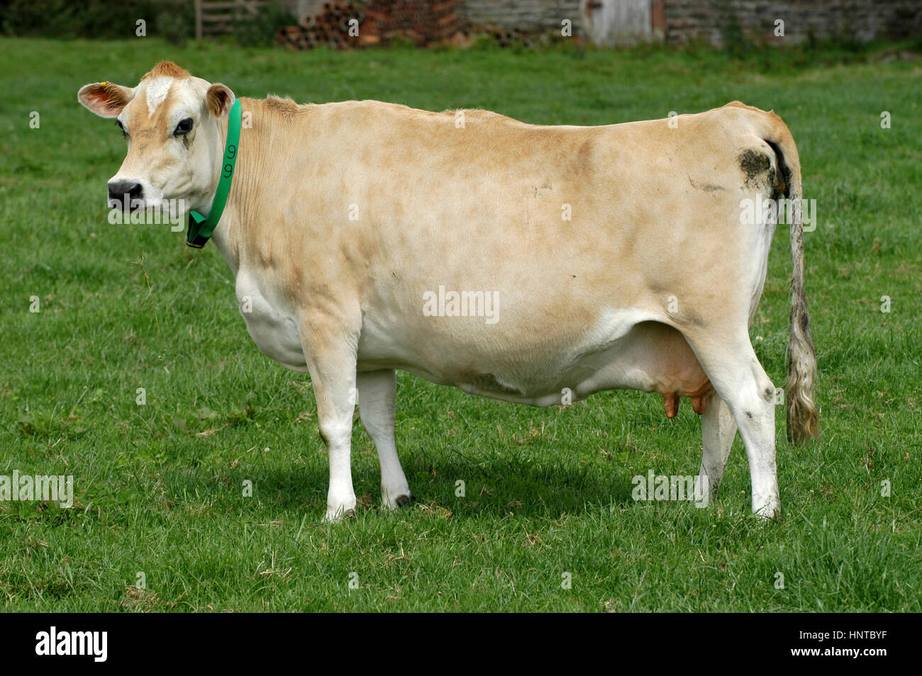 Full udders hi-res stock photography and images - Alamy