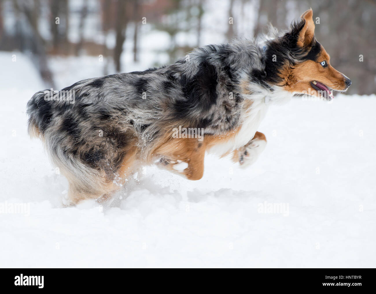 Stunning tri-color blue eyed Australian Shepard Shepherd Aussie dog ...