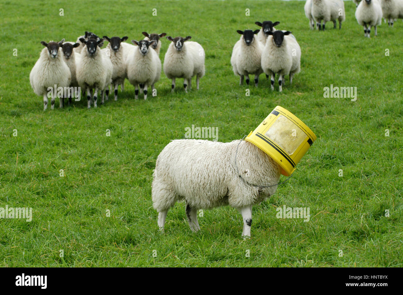 Sheep with bucket on head hi-res stock photography and images - Alamy