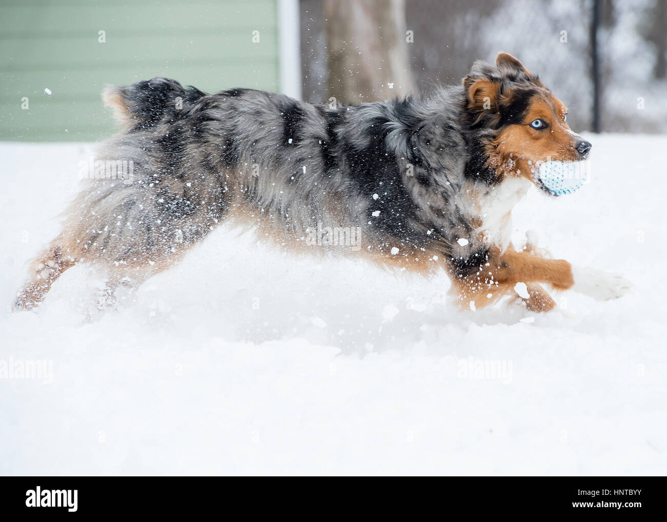 Stunning tri-color blue eyed Australian Shepard Shepherd Aussie dog ...