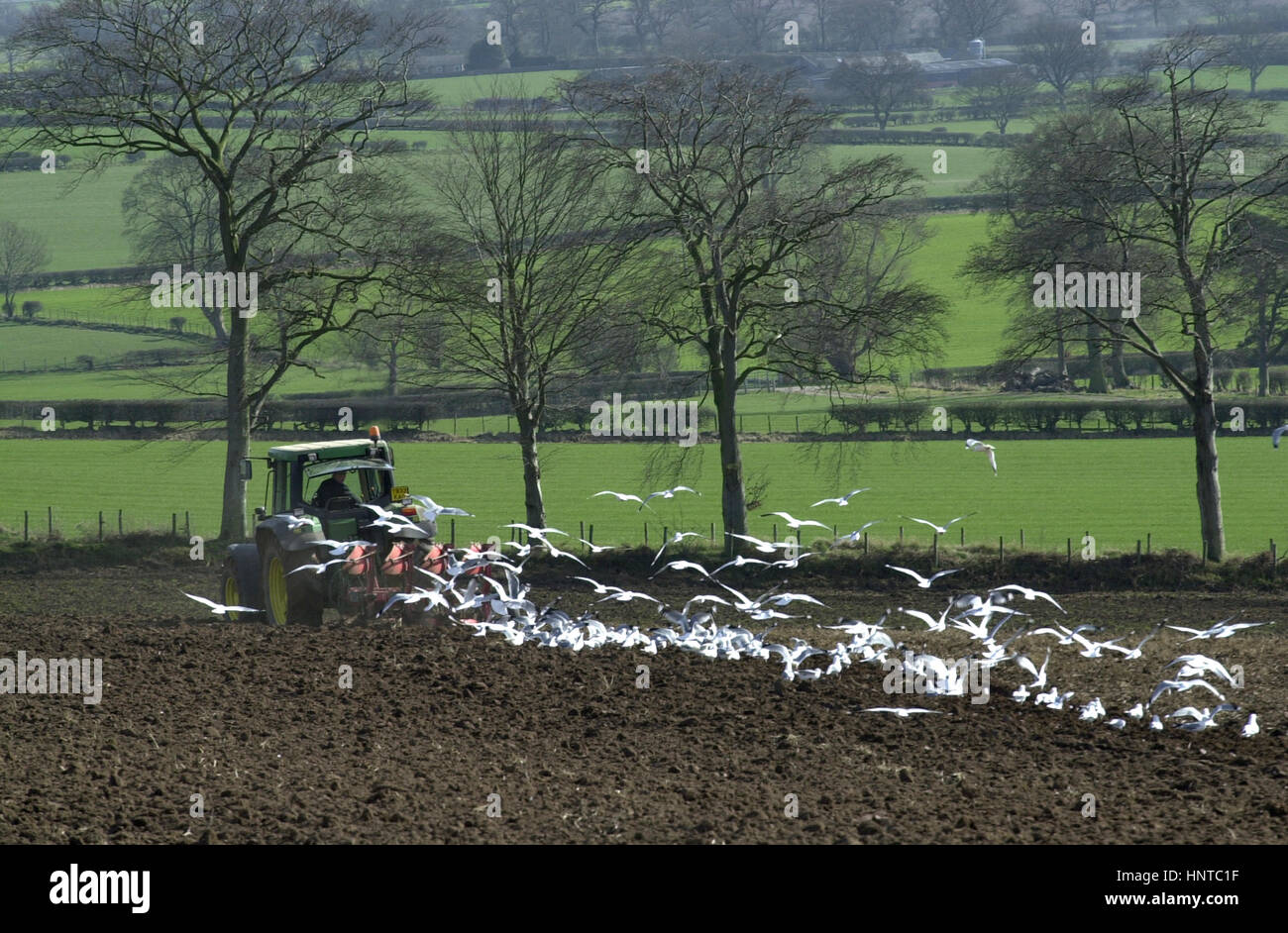 Birds following tractor ploughing field hi-res stock photography and ...