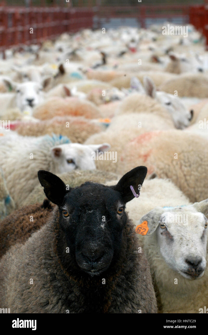 Odd one out animals hi-res stock photography and images - Alamy