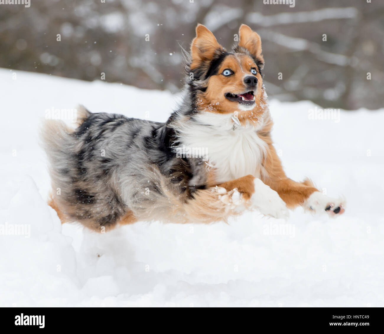 Stunning tri-color blue eyed Australian Shepard Shepherd Aussie dog ...