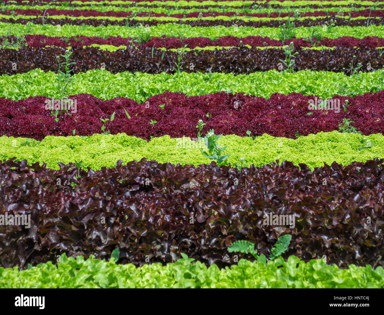 Lettuce field. Rows of different sorts and colors of lettuce Stock ...