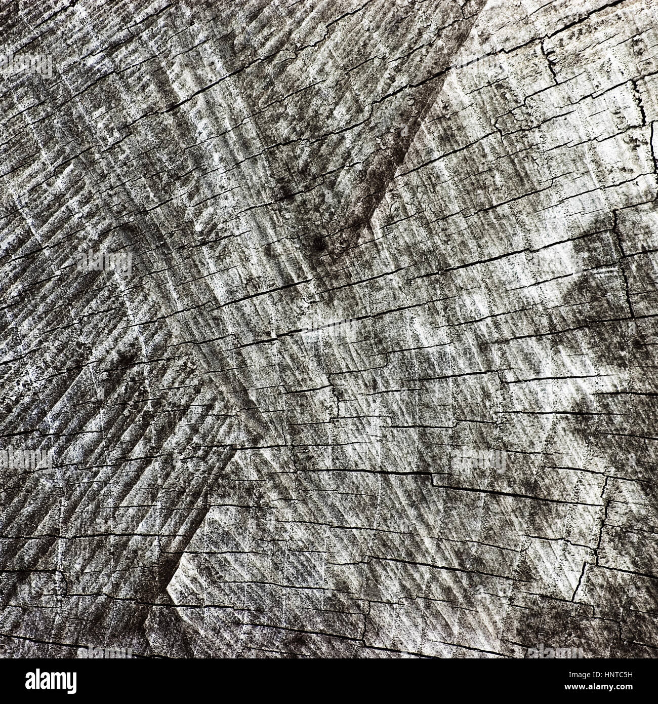 Natural Weathered Grey Tree Stump Cut Texture, Large Detailed Old Aged ...