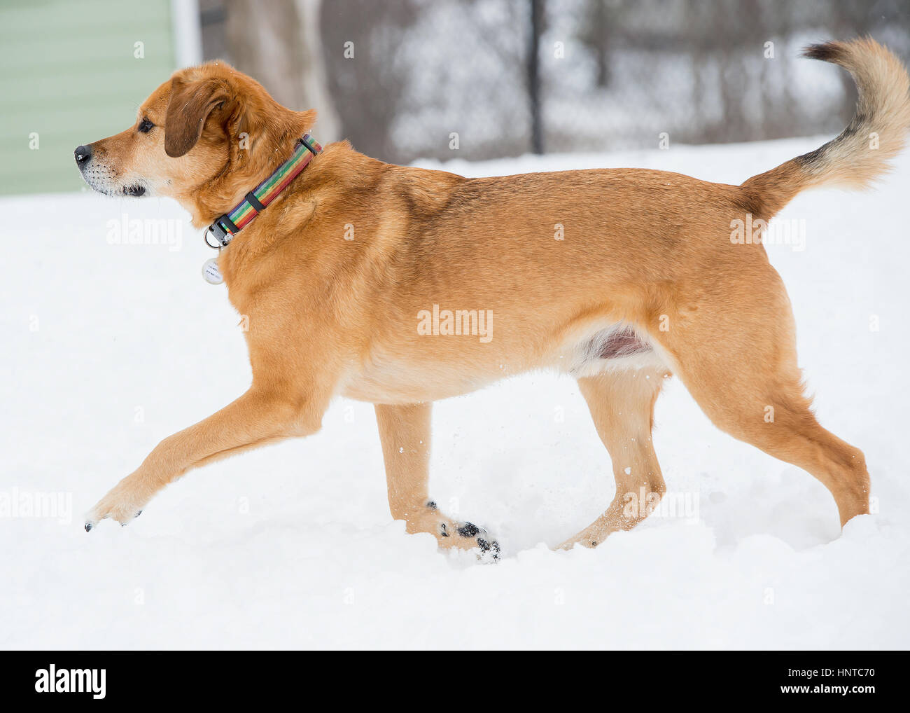 Handsome brown mixed breed medium lab mutt shelter rescue dog running ...