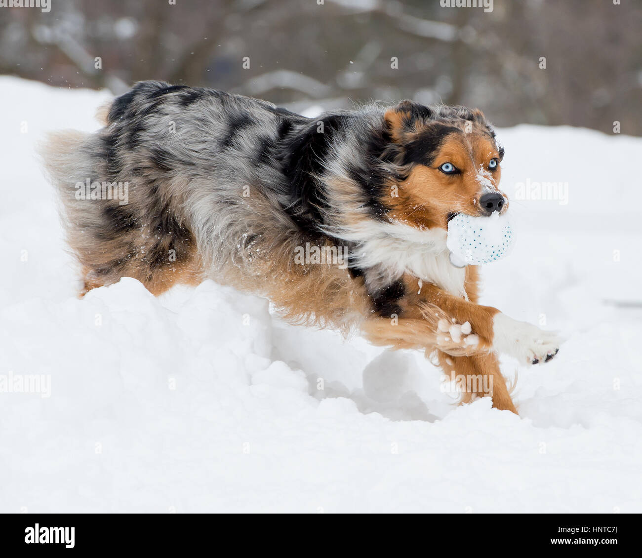 Stunning tri-color blue eyed Australian Shepard Shepherd Aussie dog ...