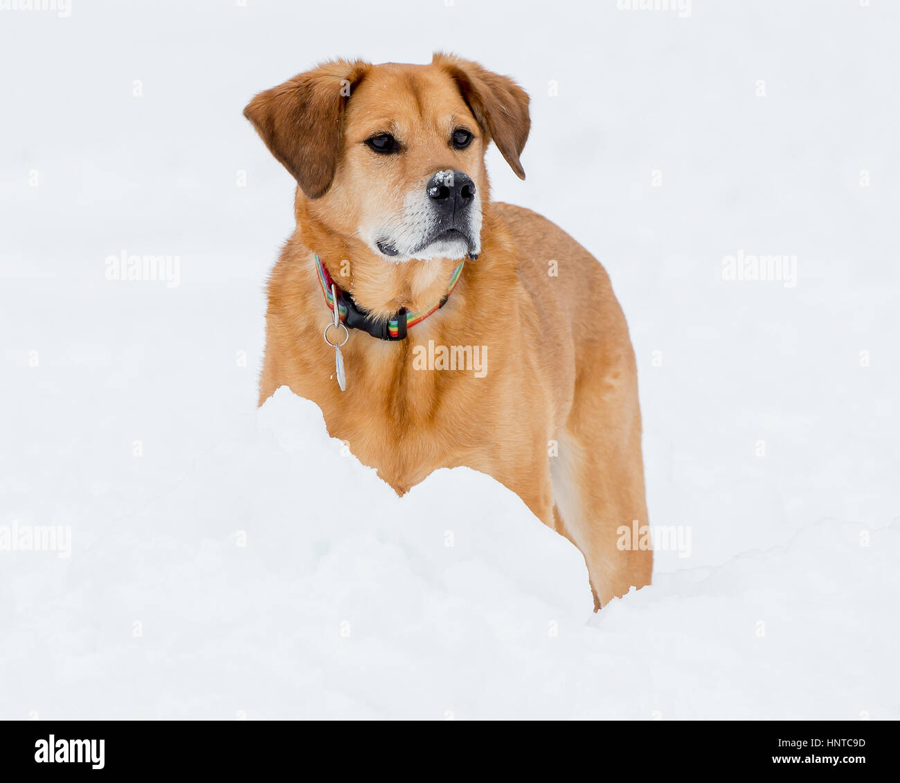 Lab mutt hi-res stock photography and images - Alamy