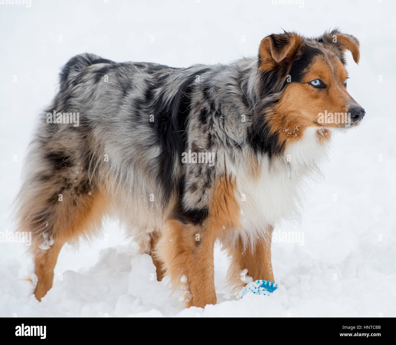 Stunning tri-color blue eyed Australian Shepard Shepherd Aussie dog ...