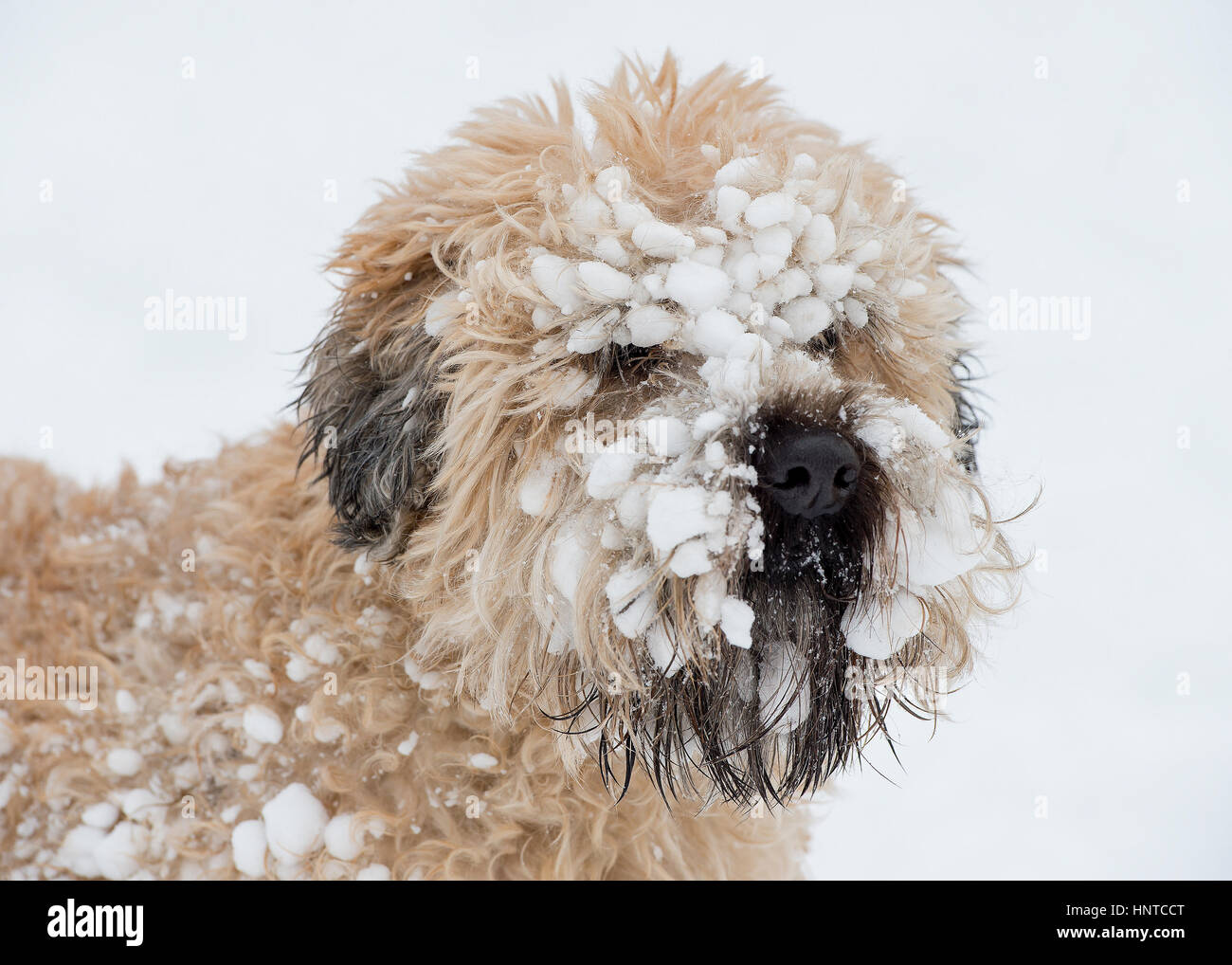 Uncut, untrimmed, unclipped adorable Wheaten Terrier dog running ...