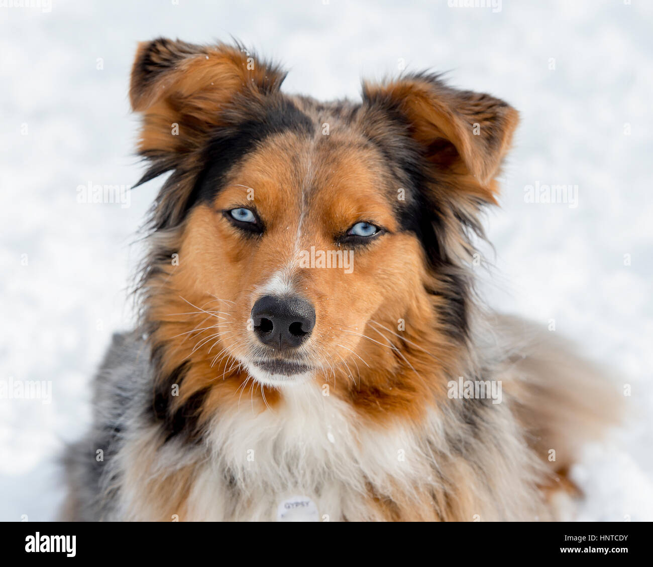 Stunning tri-color blue eyed blue eyes Australian Shepard Shepherd ...