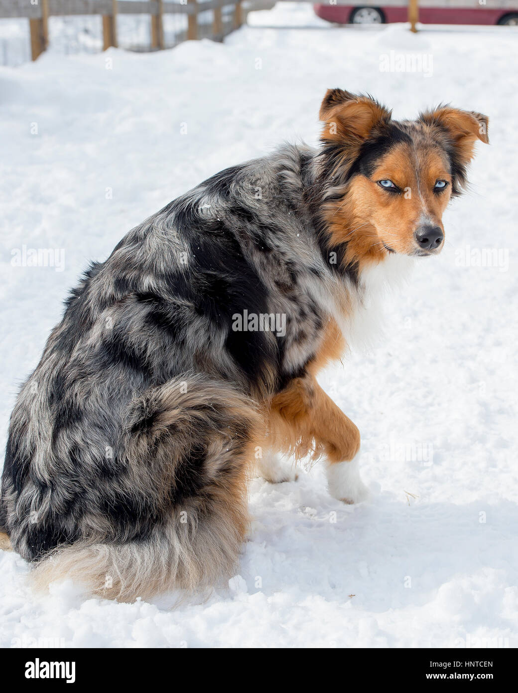 Stunning tri-color blue eyed Australian Shepard Shepherd Aussie dog ...