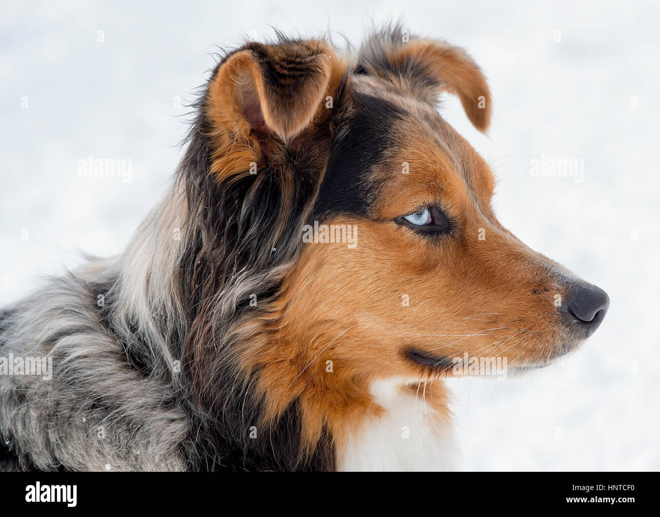 Stunning tri-color blue eyed blue eyes Australian Shepard Shepherd ...