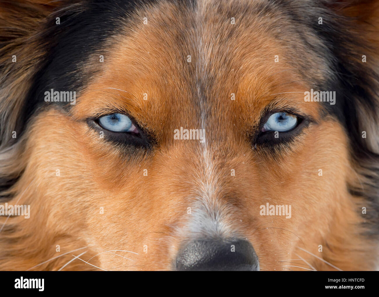 Stunning tri-color blue eyed blue eyes Australian Shepard Shepherd ...