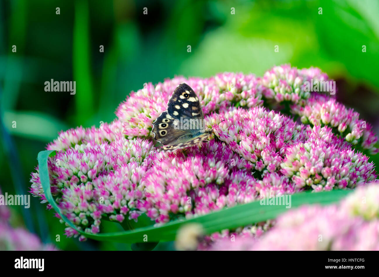 A Speckled Wood (Pararge aegeria) Butterfly resting on a Sedum Flower ...