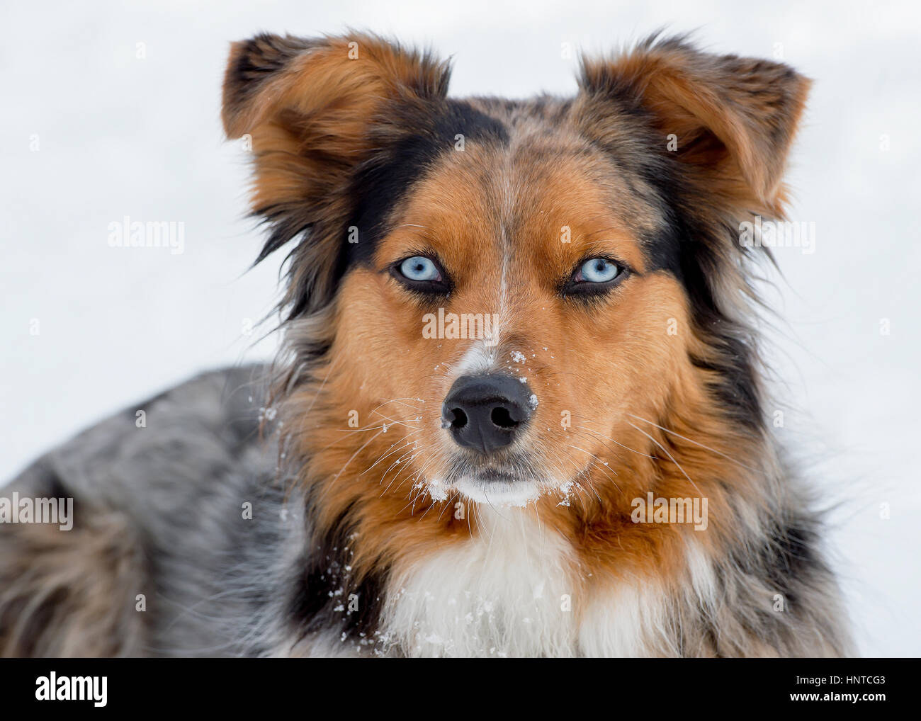 Stunning tri-color blue eyed blue eyes Australian Shepard Shepherd ...