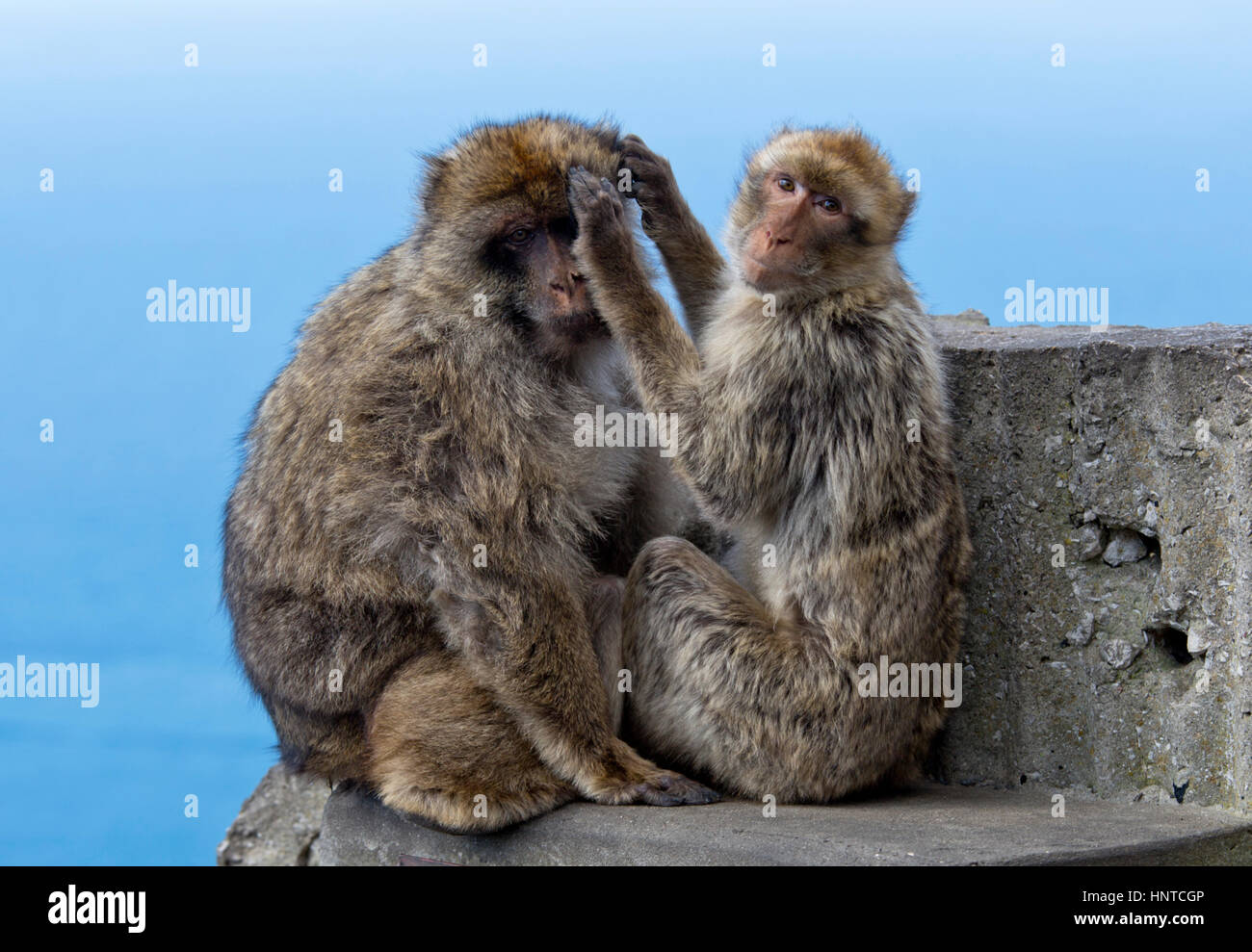 alpha male yawning Stock Photo - Alamy