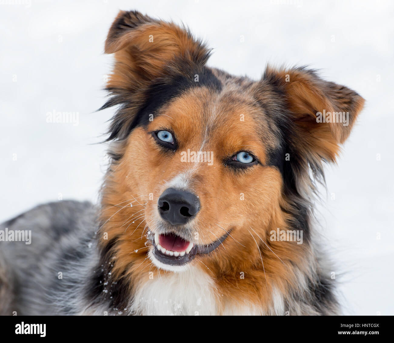 Stunning tri-color blue eyed blue eyes Australian Shepard Shepherd ...