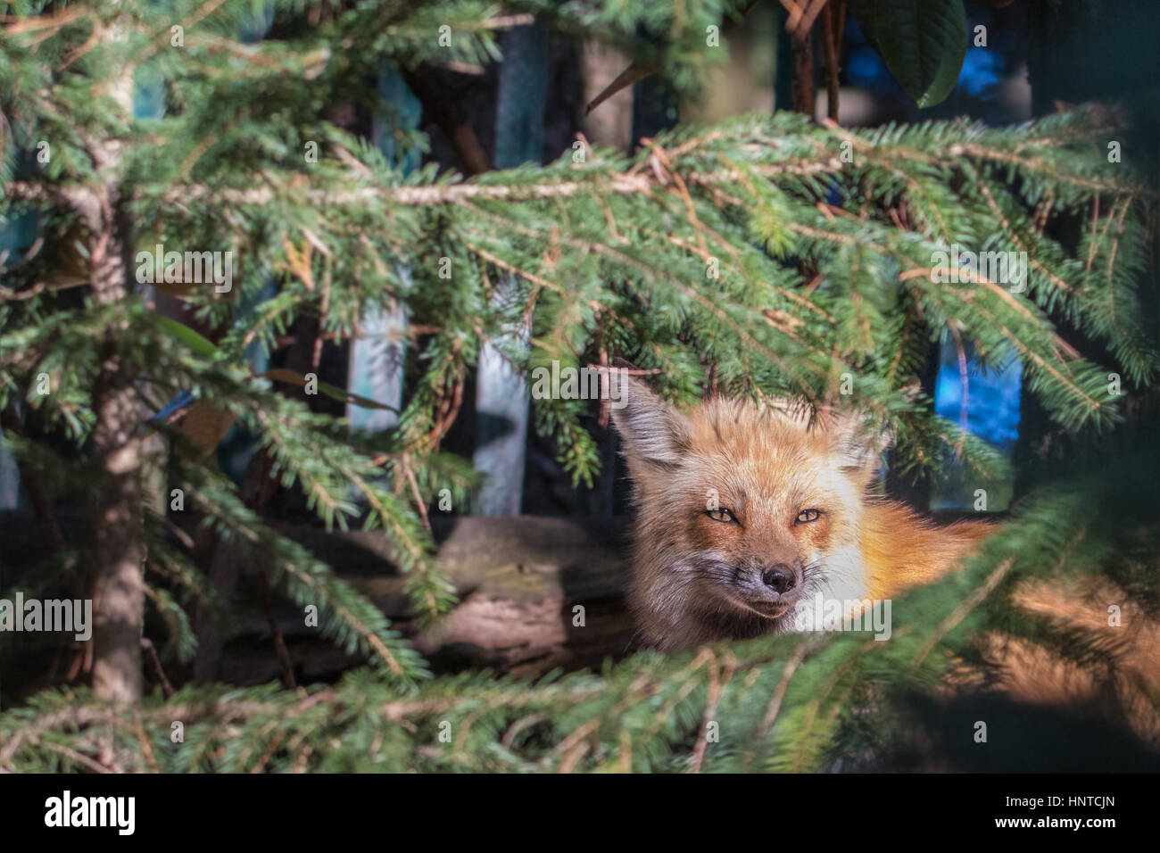 Red Fox Hiding Stock Photo - Alamy