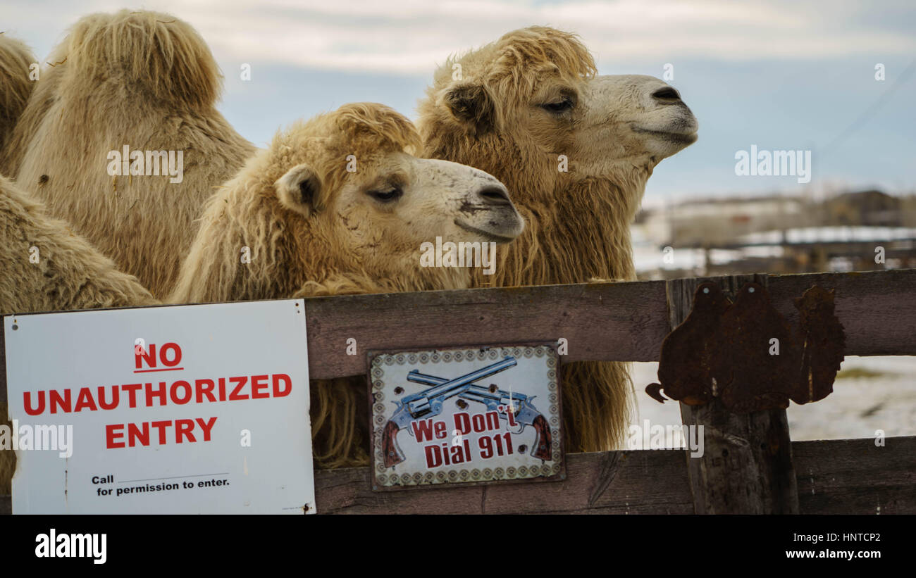 Camels in central alberta hi-res stock photography and images - Alamy