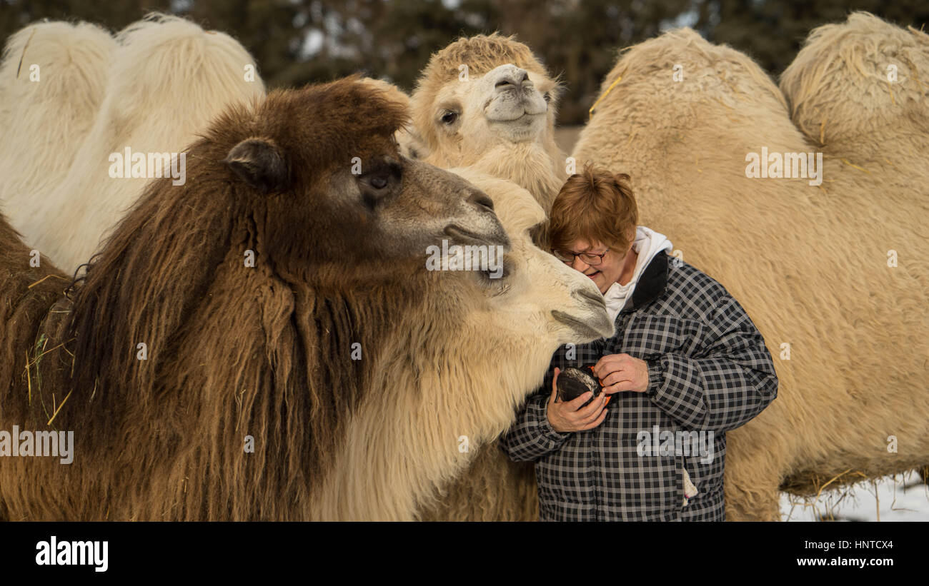 Camels in central alberta hi-res stock photography and images - Alamy