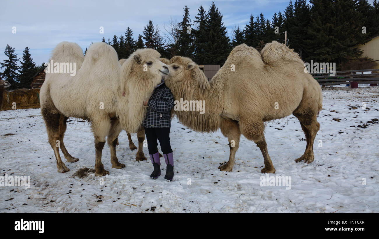 January in Alberta, RED deer, Canada .Camels and horses on the farm ...