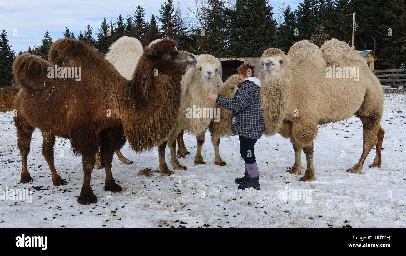 January in Alberta, RED deer, Canada .Camels and horses on the farm ...