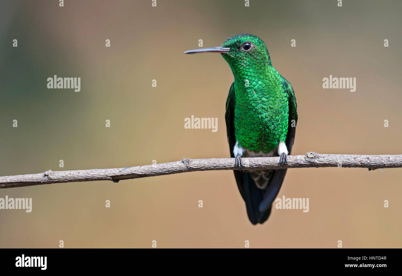 Steely-vented Hummingbird (Amazilia saucerrottei), Cali, Valle del ...