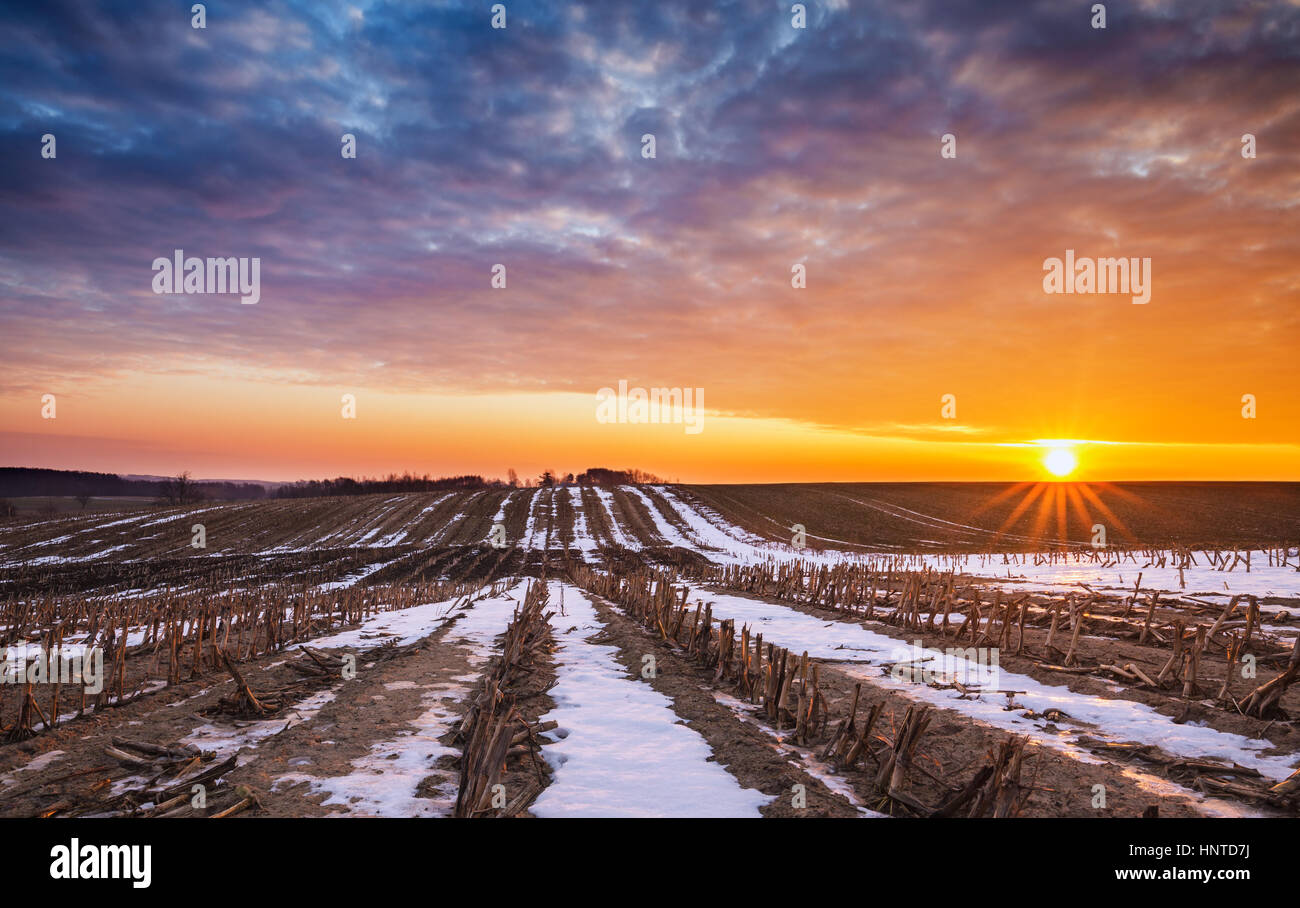 Harvested corn field in winter hi-res stock photography and images - Alamy