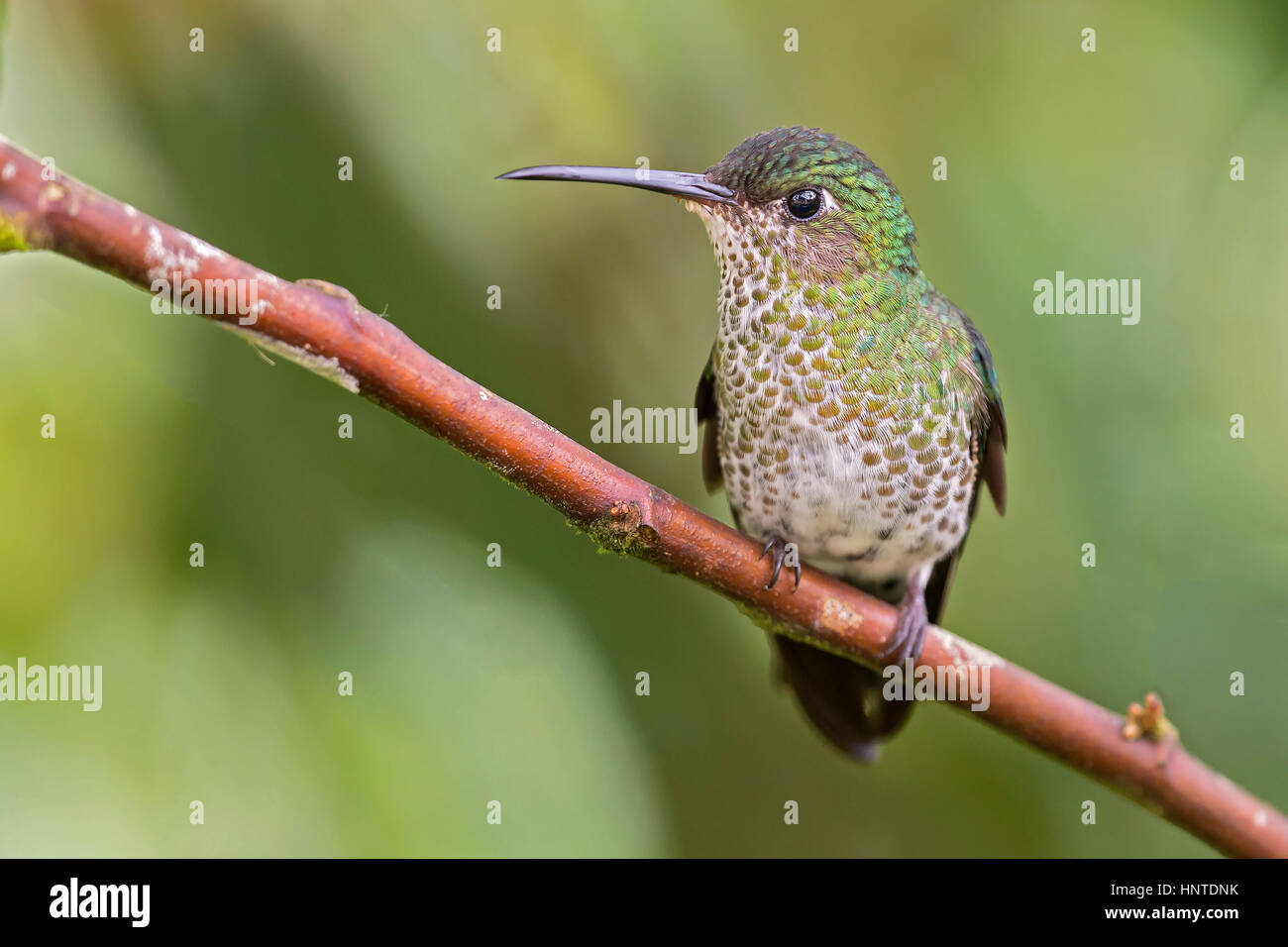 Many-spotted Hummingbird (Taphrospilus hypostictus), Wildsumaco ...